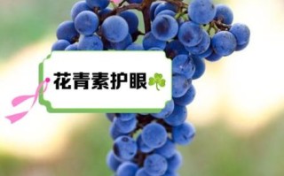 花青素的功效与作用_花青素对皮肤的好处