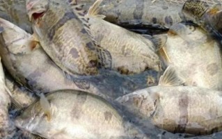 鮰鱼多少钱一斤_鮰鱼价格行情