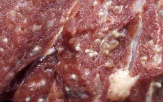 猪肉绦虫能高温杀死吗_猪肉绦虫多少度能杀死
