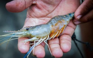 罗氏沼虾图片_如何分辨公母