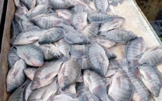 罗非鱼养殖成本_罗非鱼养殖利润