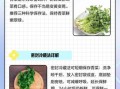 香菜怎么保存新鲜_香菜做法大全