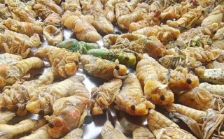 蝉蛹价格一斤多少钱_蝉蛹多少钱一斤2024