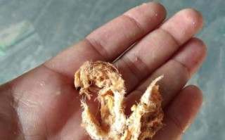 肉松棉花_真假区别