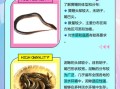 黄鳝和泥鳅的区别_哪个更好吃