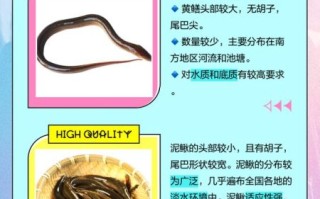 黄鳝和泥鳅的区别_哪个更好吃