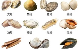 贝壳海鲜种类及名称图片_常见贝类如何挑选
