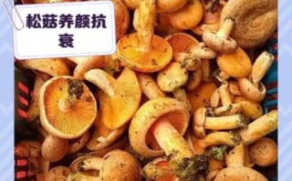 松蘑的功效与作用禁忌_松蘑什么人不能吃