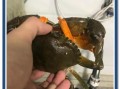 清蒸青蟹怎么蒸不腥_清蒸青蟹蒸几分钟最佳
