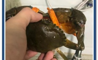 清蒸青蟹怎么蒸不腥_清蒸青蟹蒸几分钟最佳