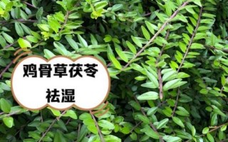 鸡骨草的功效与作用_鸡骨草怎么泡水喝