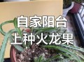 阳台火龙果怎么种_阳台火龙果多久结果
