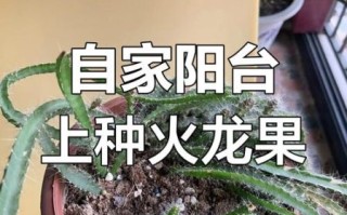 阳台火龙果怎么种_阳台火龙果多久结果
