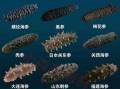 海参哪种比较好_海参品种选购指南