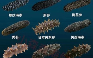 海参哪种比较好_海参品种选购指南