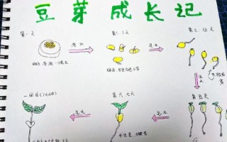 黄豆发芽需要几天_黄豆七天生长记录