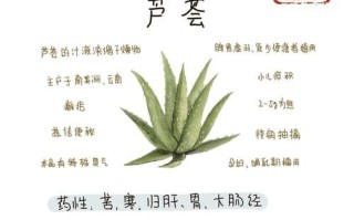 哪种芦荟有毒照片_如何辨别有毒芦荟品种