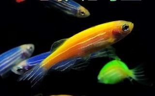 蓝斑马为什么害死一缸鱼_蓝斑马混养禁忌