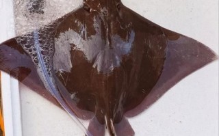 魔鬼鱼为什么叫魔鬼鱼_魔鬼鱼名字的由来