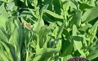 菜苔什么时候种_菜苔怎么种才高产