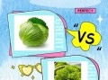 包生菜和生菜的区别_哪个更适合做沙拉