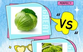 包生菜和生菜的区别_哪个更适合做沙拉