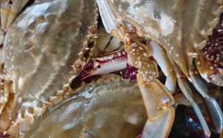 青岛梭子蟹多少钱一斤_2024最新价格行情