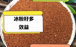 冰粉籽的功效与作用_冰粉籽可以天天吃吗