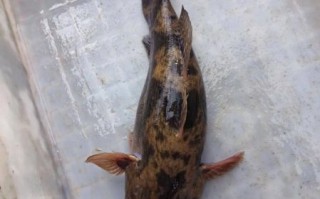 笋壳鱼是什么鱼_笋壳鱼产地在哪里