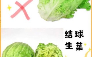 圆白菜是不是包菜_包菜和圆白菜的区别