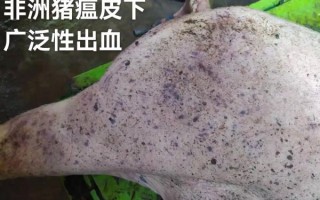 非洲猪瘟最简单的辨认方法_非洲猪瘟早期症状有哪些