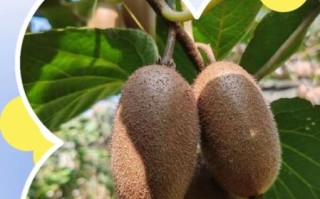 孕妇吃猕猴桃对胎儿好吗_孕妇吃猕猴桃的最佳时间