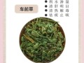 车前草怎么吃_车前草可以凉拌吗