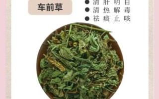 车前草怎么吃_车前草可以凉拌吗