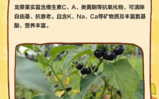 龙葵果怎么吃_龙葵果的正确吃法