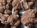 野生茯苓长什么样_野生茯苓图片如何鉴别真假