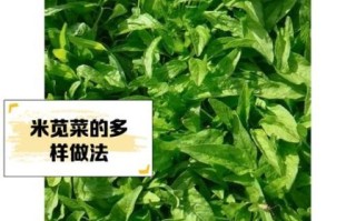 米苋菜的功效与作用_米苋菜怎么吃最营养