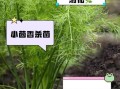 小茴香菜的功效与作用_小茴香菜怎么吃最好