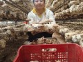 香菇种植技术培训班多少钱_香菇种植技术培训班哪家好