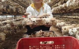 香菇种植技术培训班多少钱_香菇种植技术培训班哪家好