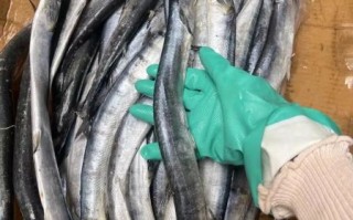 钢针鱼长什么样_钢针鱼有毒吗