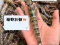 草虾的营养价值_草虾的功效与作用