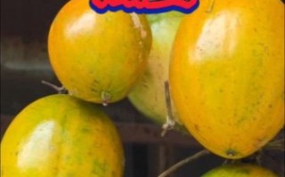 野生瓜蒌图片_如何辨别真假野生瓜蒌