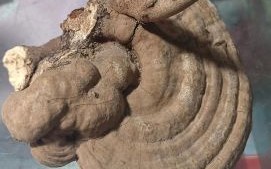 野生灵芝图片真假鉴别_野生灵芝价格多少钱一斤