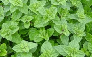 牛至香酚的作用与功效_牛至香酚能长期吃吗