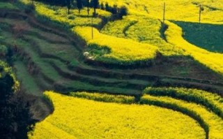 罗平油菜花什么时候开_罗平油菜花最佳观赏地点