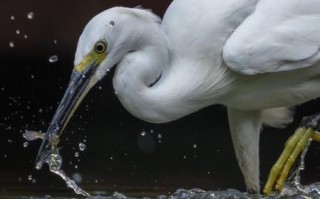 白鹭长什么样_白鹭吃什么食物