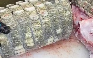 鳄鱼肉有寄生虫吗_鳄鱼肉寄生虫风险