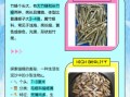 长竹蛏怎么挑选_长竹蛏和竹蛏区别