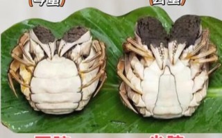 河蟹图片大全高清_河蟹公母怎么区分